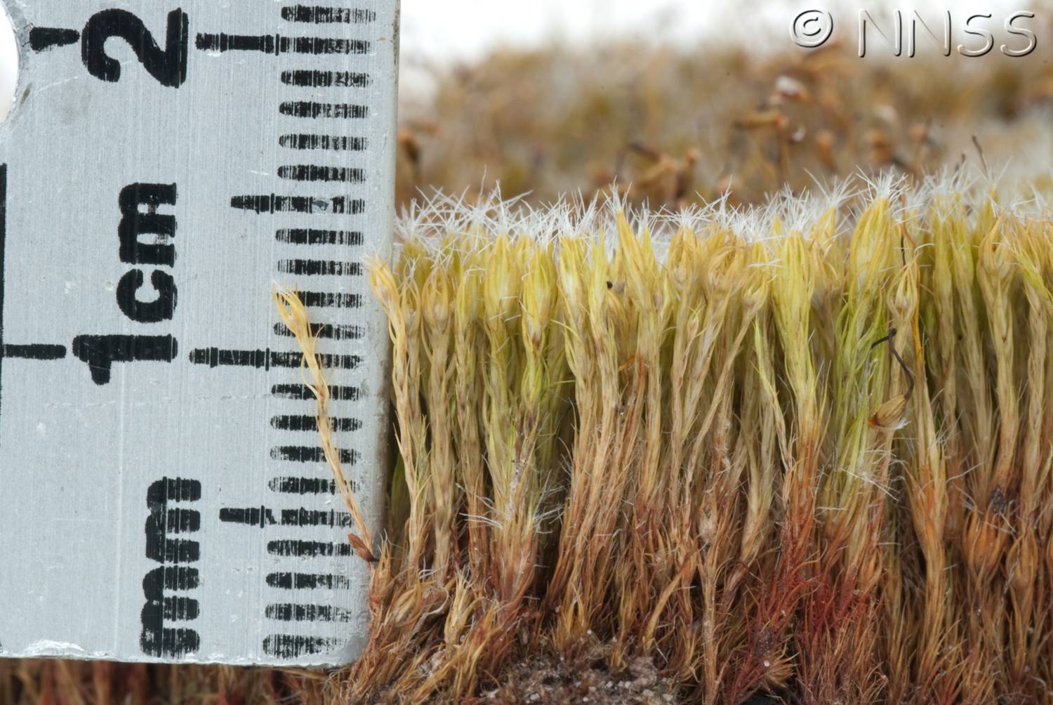 Heath Star Moss » NNSS