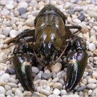 Signal Crayfish » NNSS
