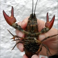 Signal Crayfish » NNSS