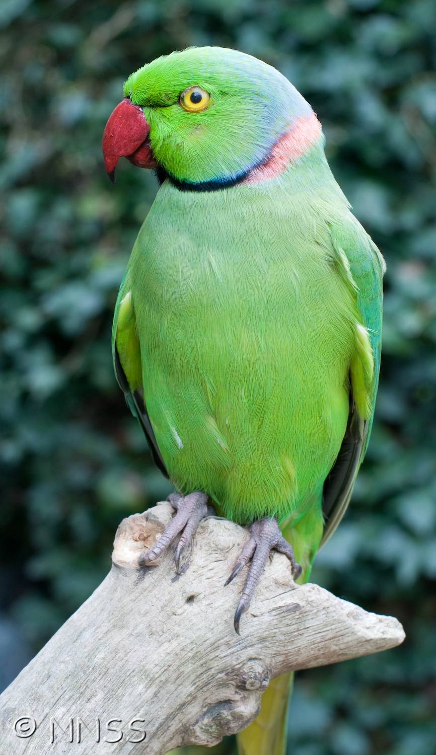 Ring-necked Parakeet » NNSS