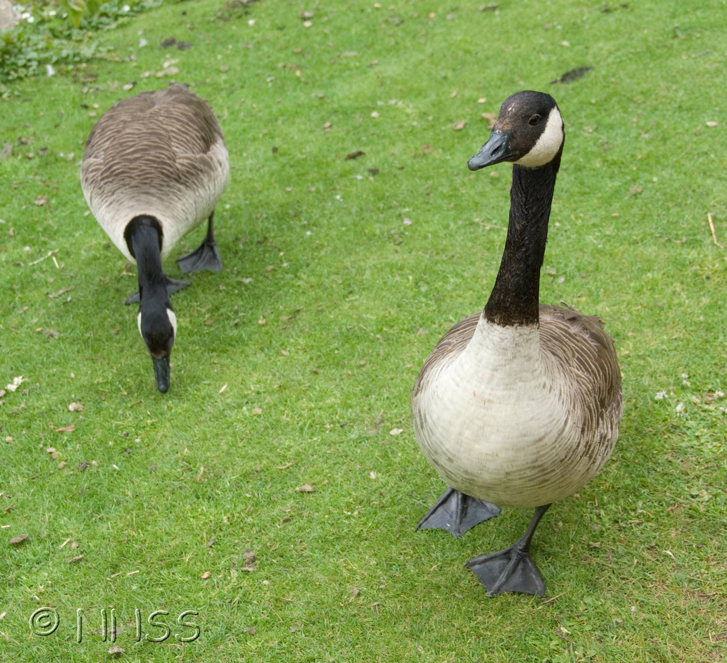Canada Goose » NNSS