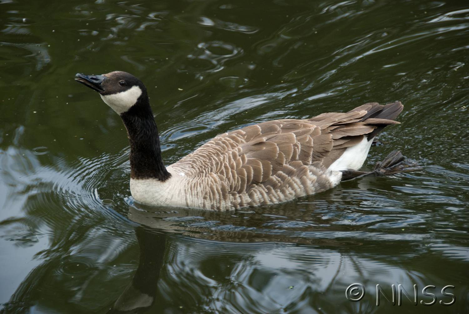 Canada Goose » NNSS