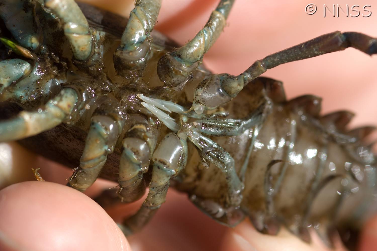 Signal Crayfish » NNSS